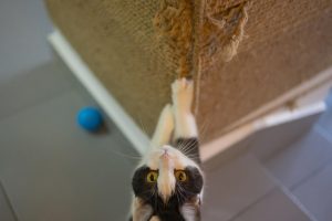 Comment protéger les murs des griffes de chat ? - Au bonheur des chats